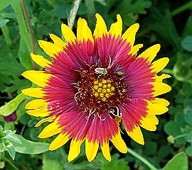 Native Plant Society of Texas